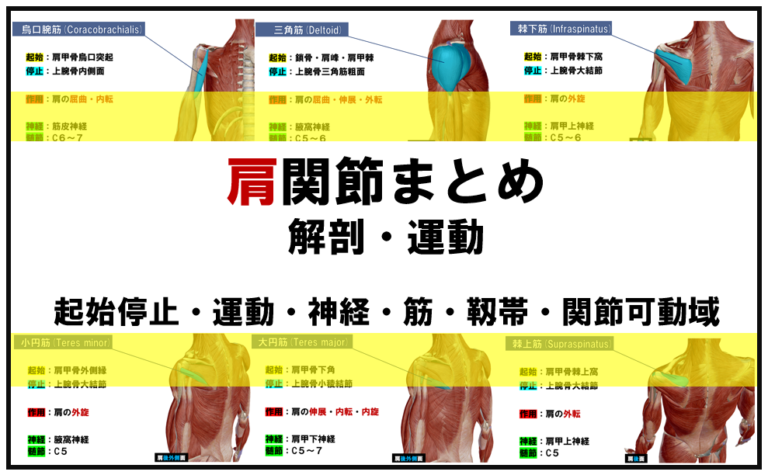 胃の解剖について正しいのはどれか。【第52回理学療法士国家試験pm58】 — 理学療法士国家試験対策ptes